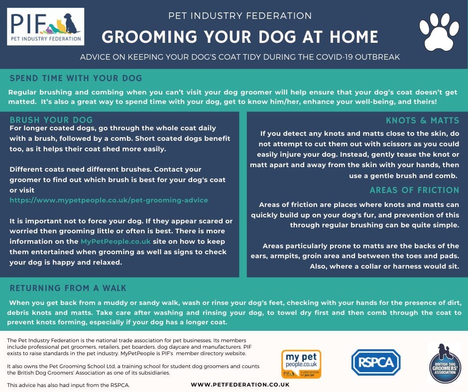 Grooming Your Dog At Home Grooming Your Dog At Home