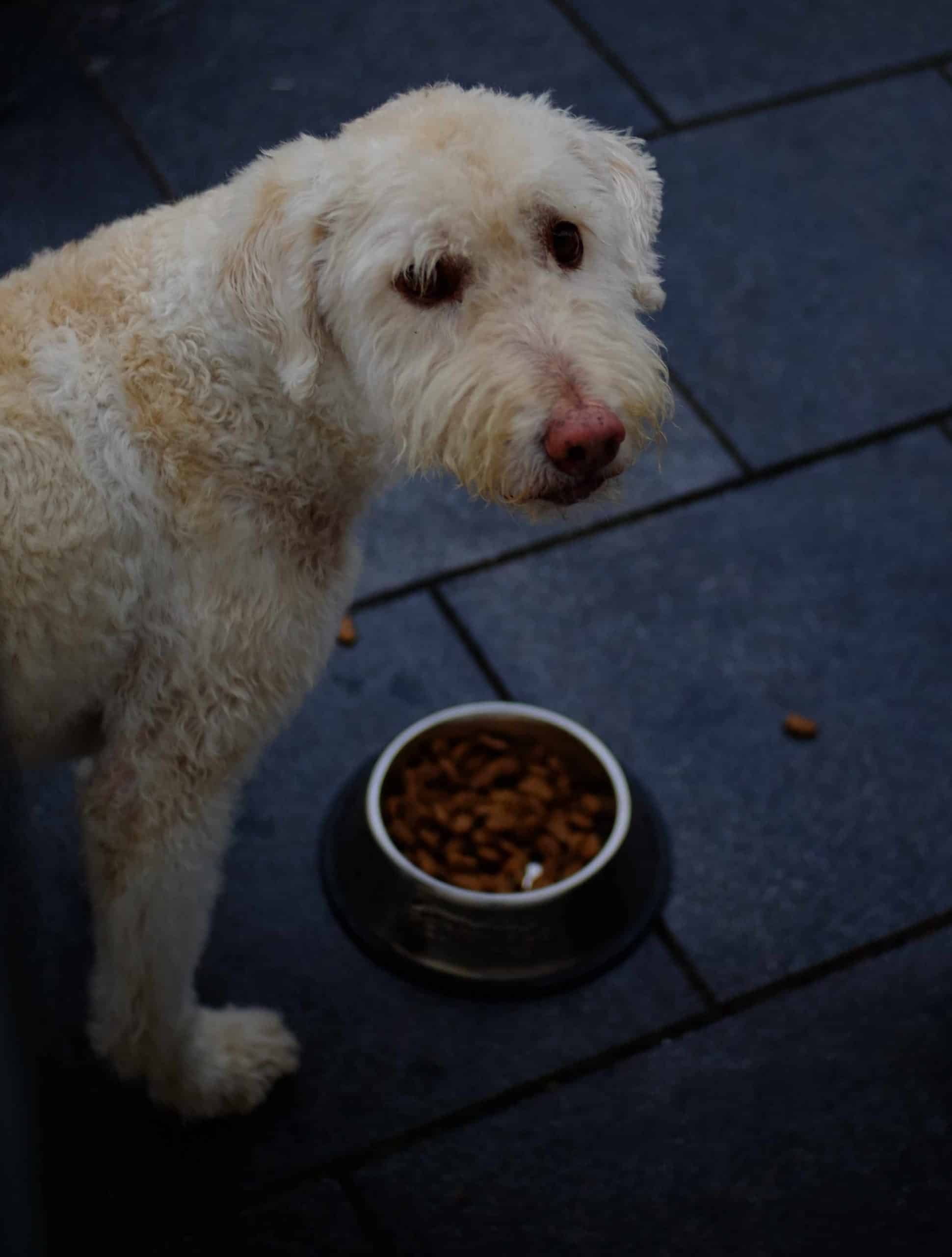 7 Ways to Celebrate National Cook for your Pets Day